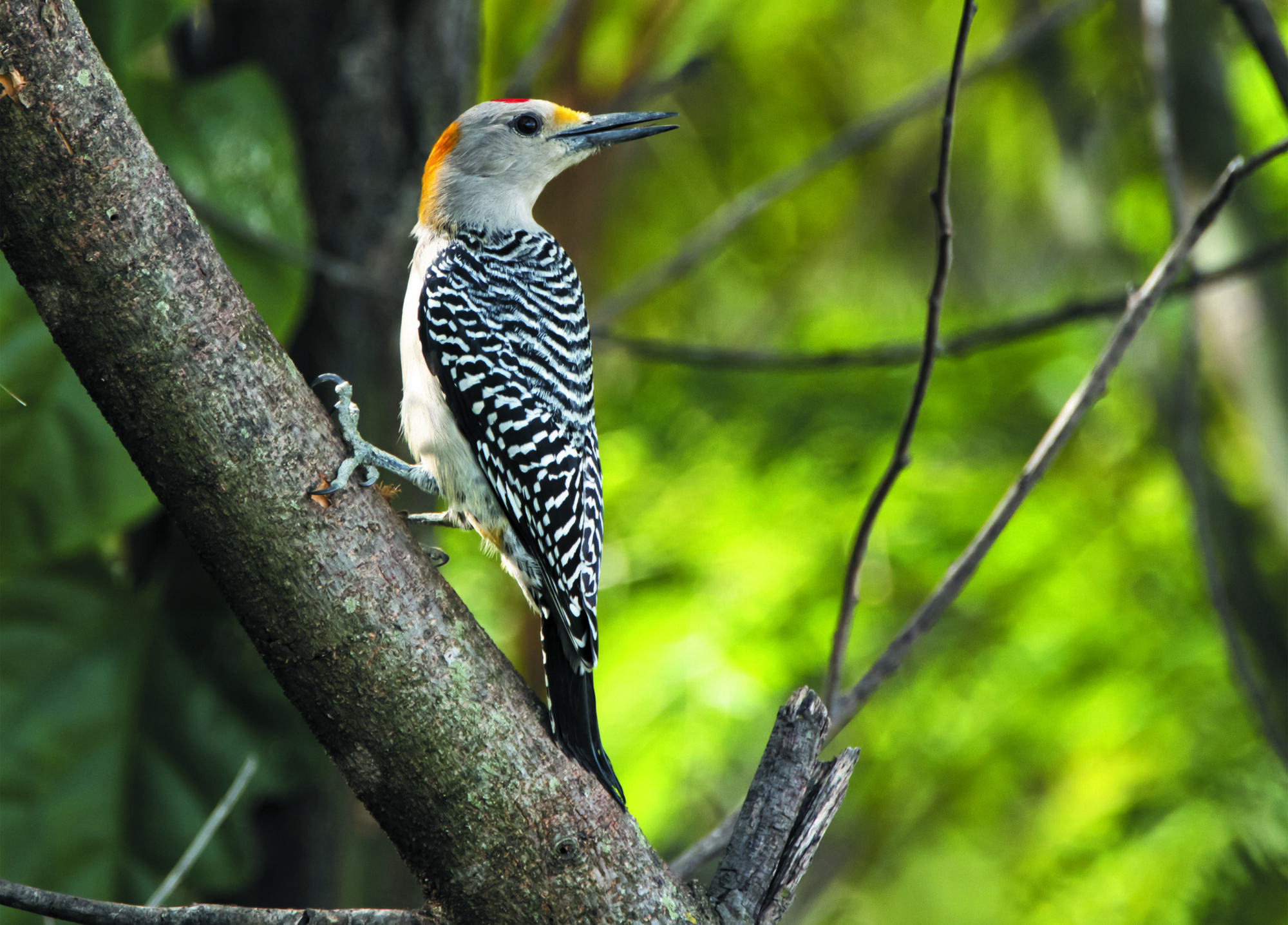 AVES – Birding Monterrey